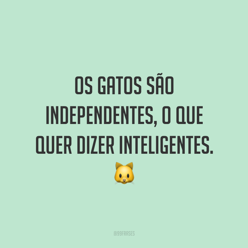 60 frases sobre gatos para quem ama os felinos mais do que tudo